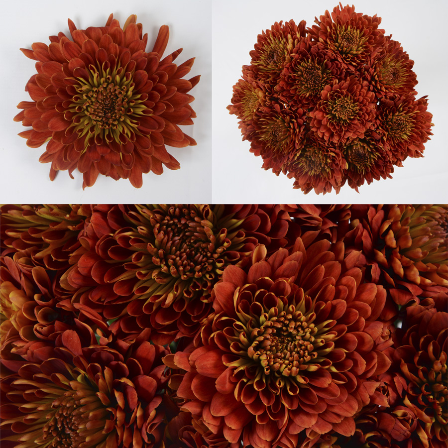 Category: CHD – Mums & Cremons | Premium Flowers