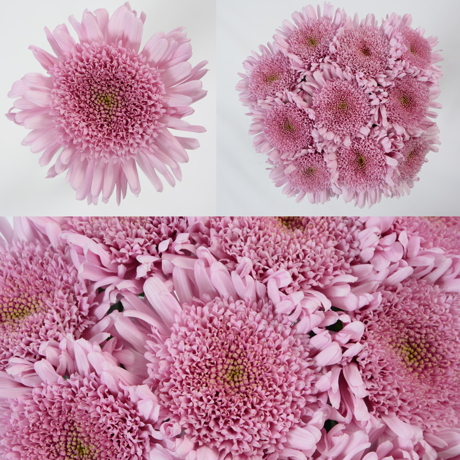 Lilac Eleonora | Premium Flowers