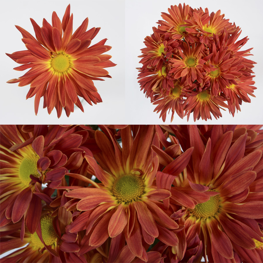 Category: CHD – Mums & Cremons | Premium Flowers