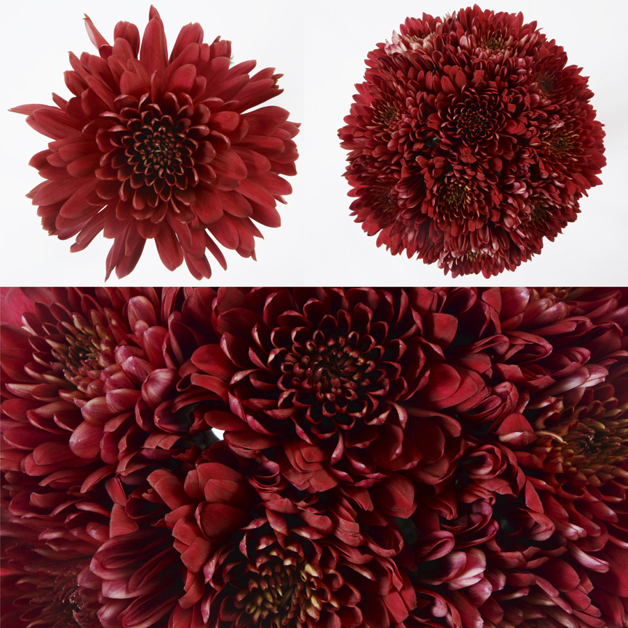 Red Tornado | Premium Flowers