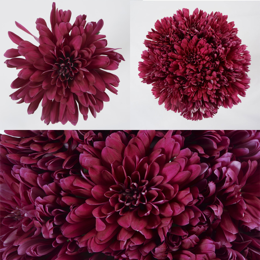 Category: CHD – Mums & Cremons | Premium Flowers