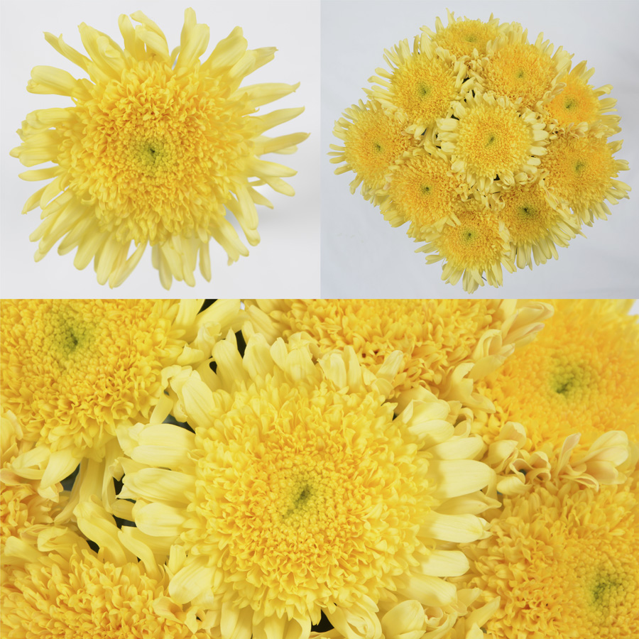 Yellow Eleonora | Premium Flowers