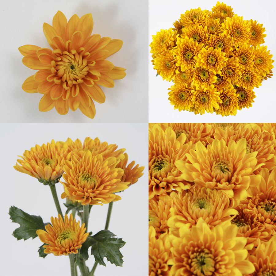 Gemini | Premium Flowers