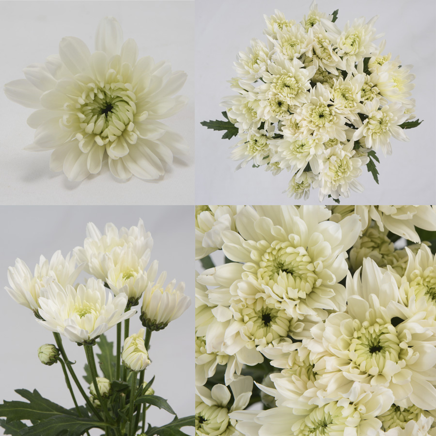 Maisy | Premium Flowers