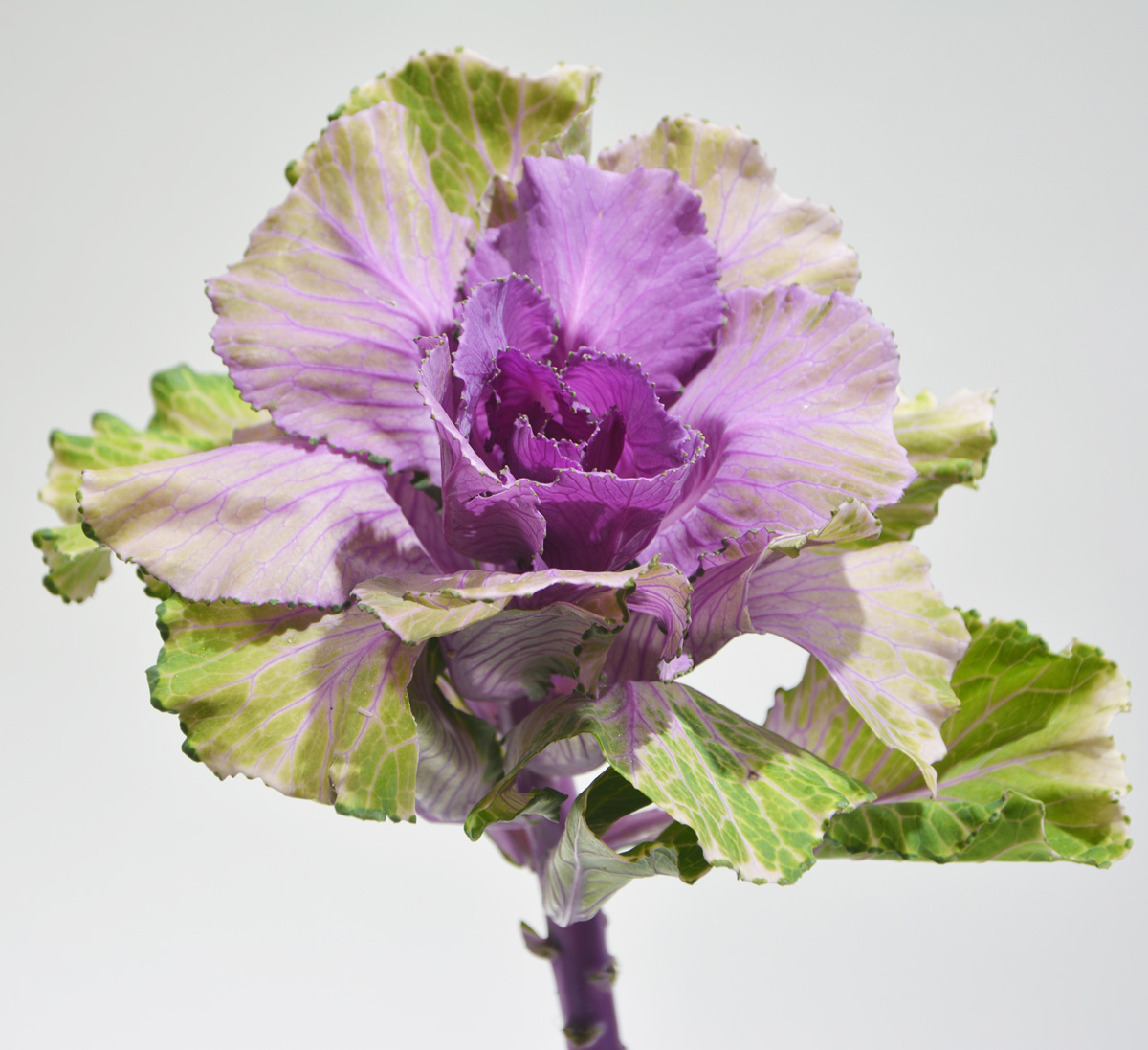 Purple Crane | Premium Flowers