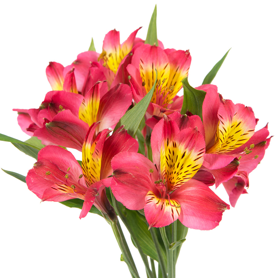 Bordeaux | Premium Flowers