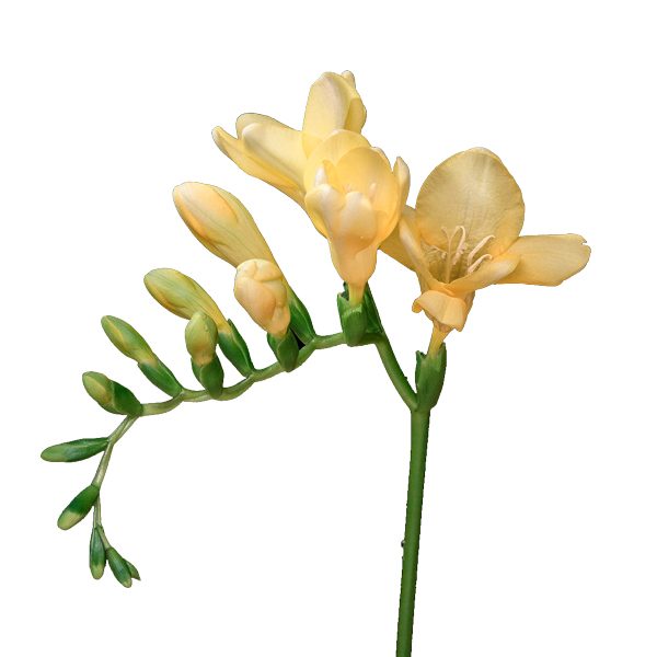 Freesia | Premium Flowers