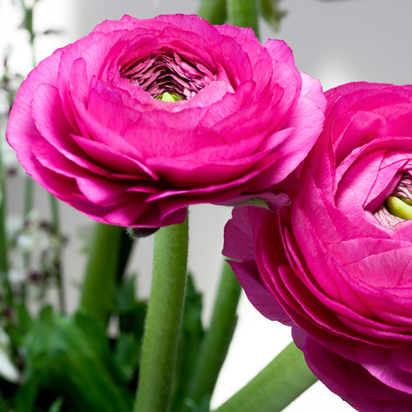 Ranunculus | Premium Flowers