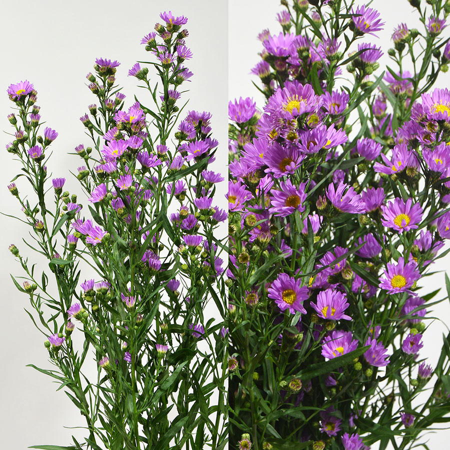 Novi Belgii Pink | Premium Flowers