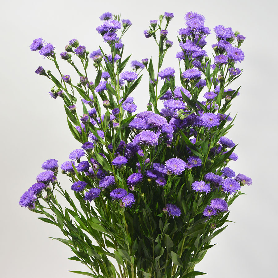 Novi Belgii Purple | Premium Flowers