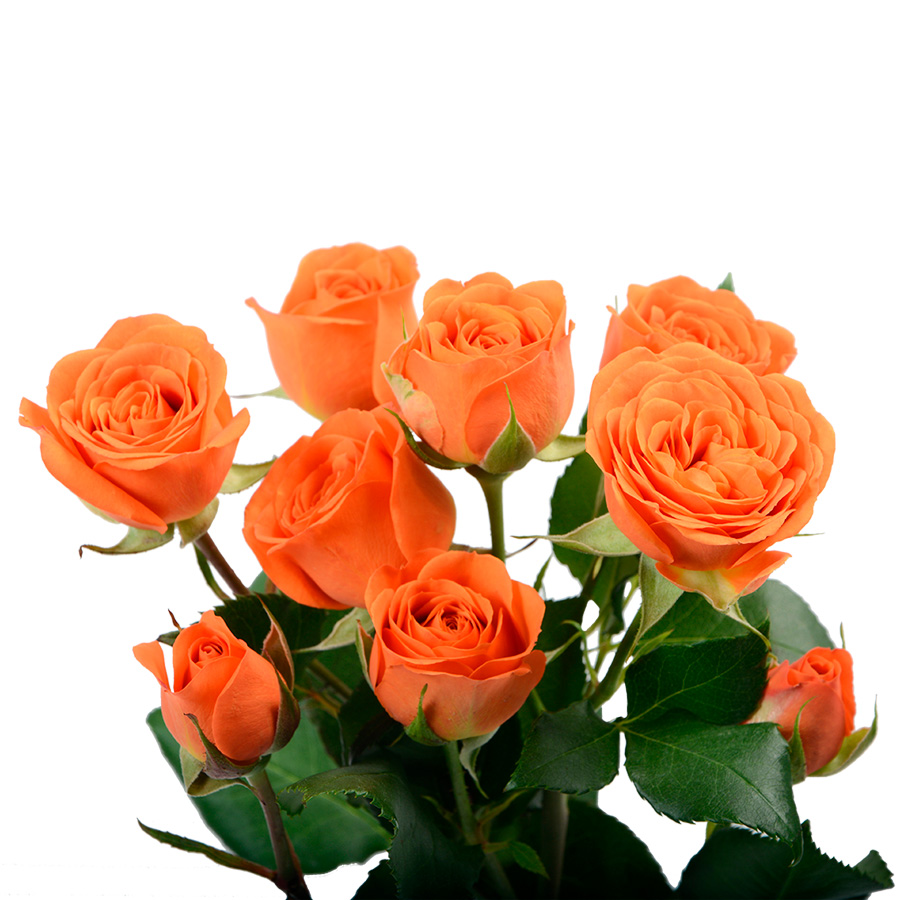 Babe | Premium Flowers