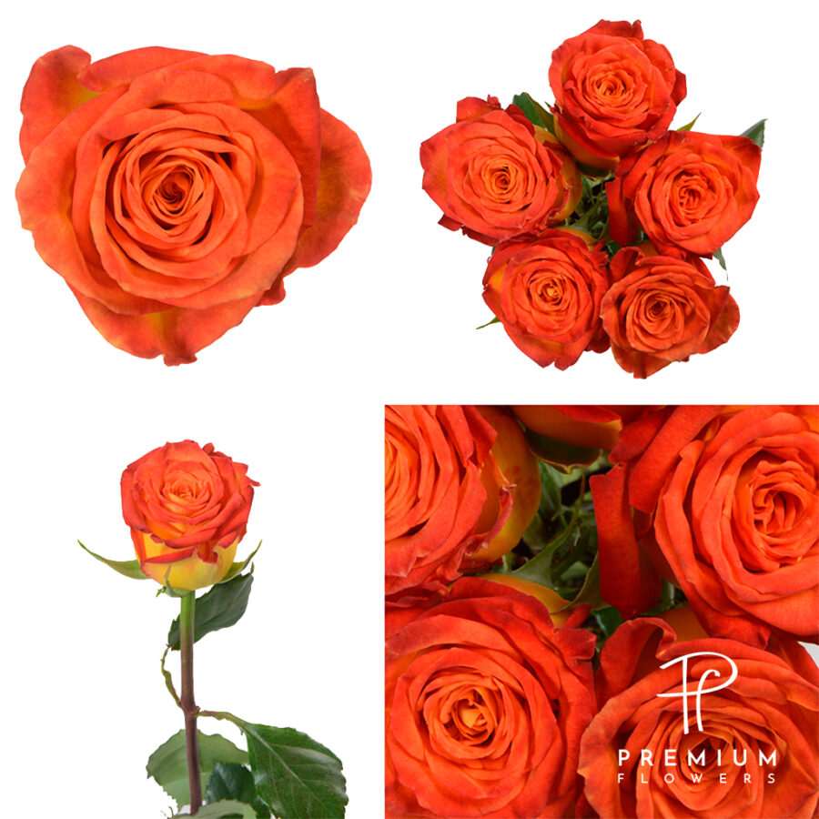 Circus | Premium Flowers