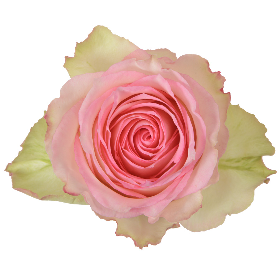 Esperance | Premium Flowers