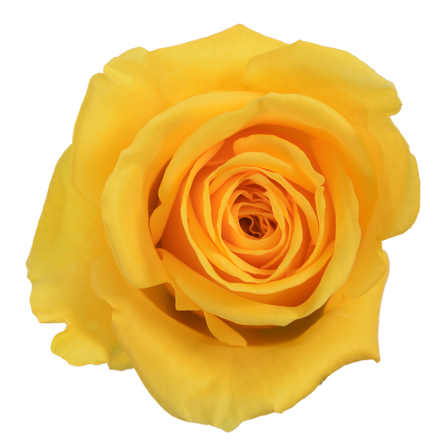 Gold Strike | Premium Flowers