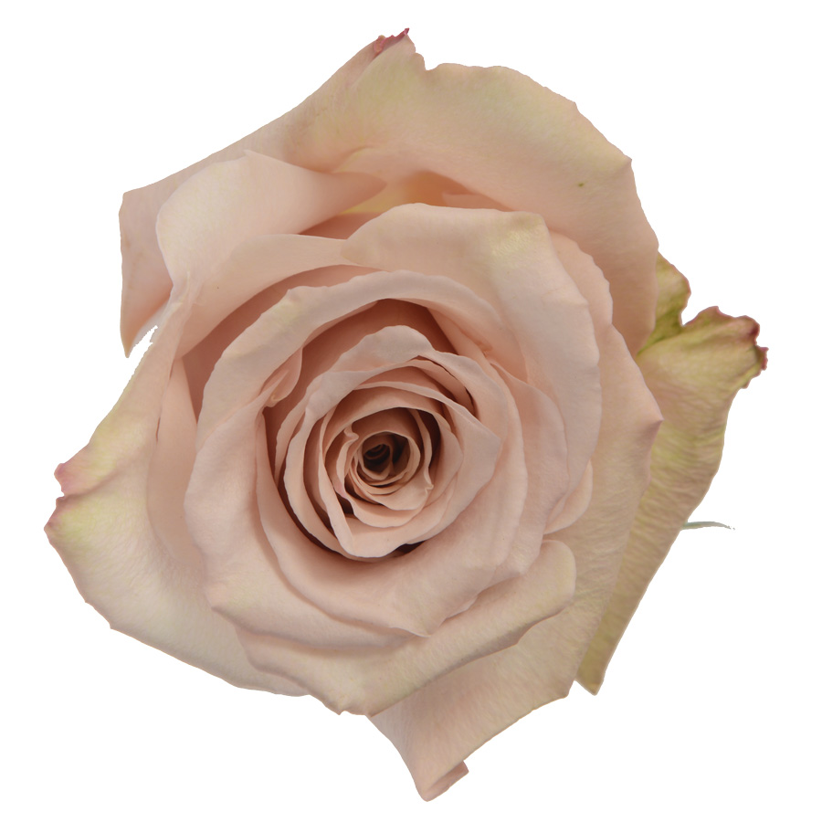 Quick Sand | Premium Flowers