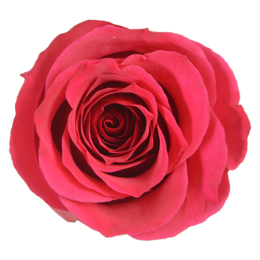 Queen Berry | Premium Flowers