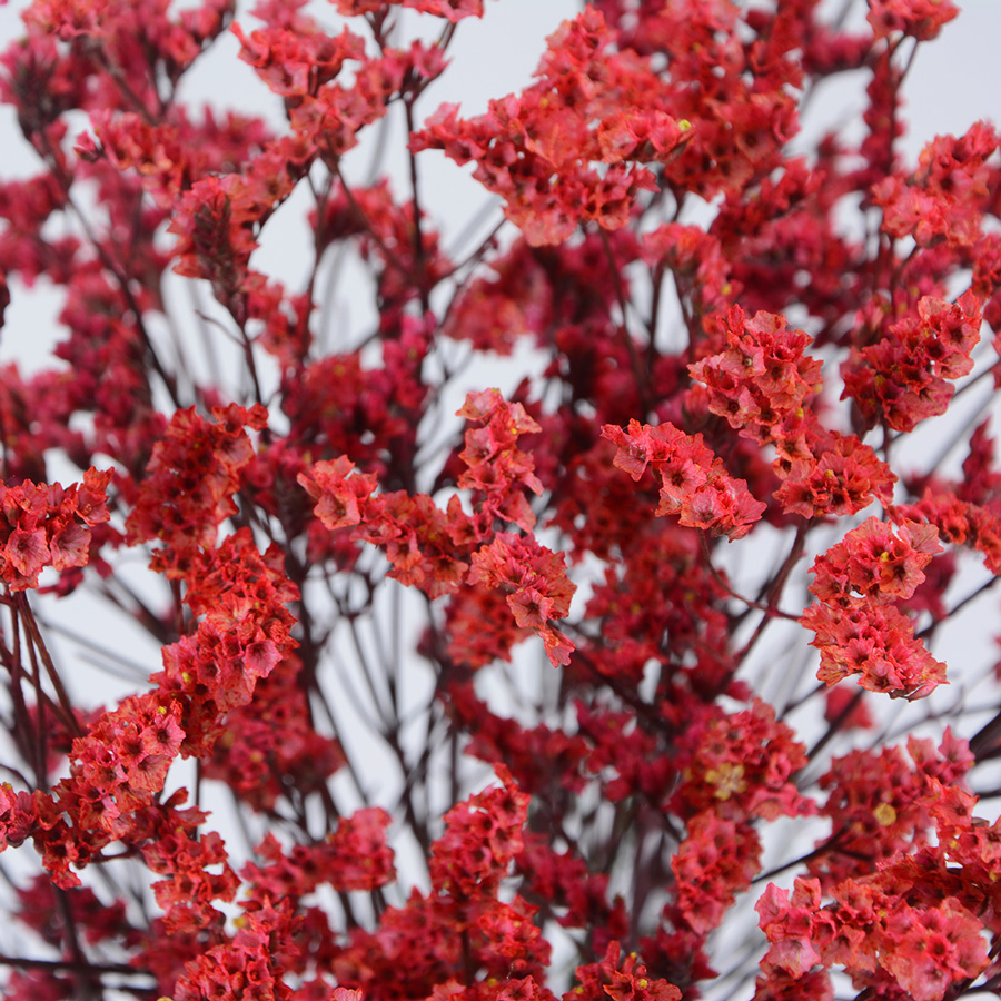 Diamond Tinted Red | Premium Flowers