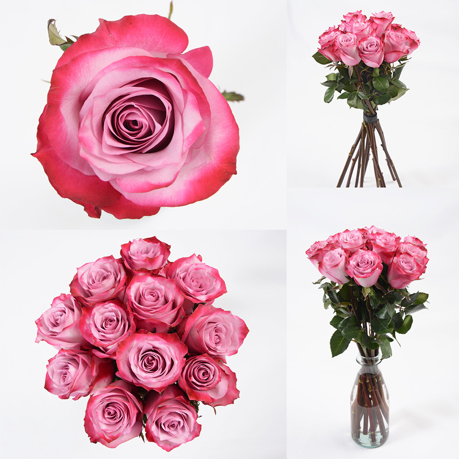 Deep Purple | Premium Flowers