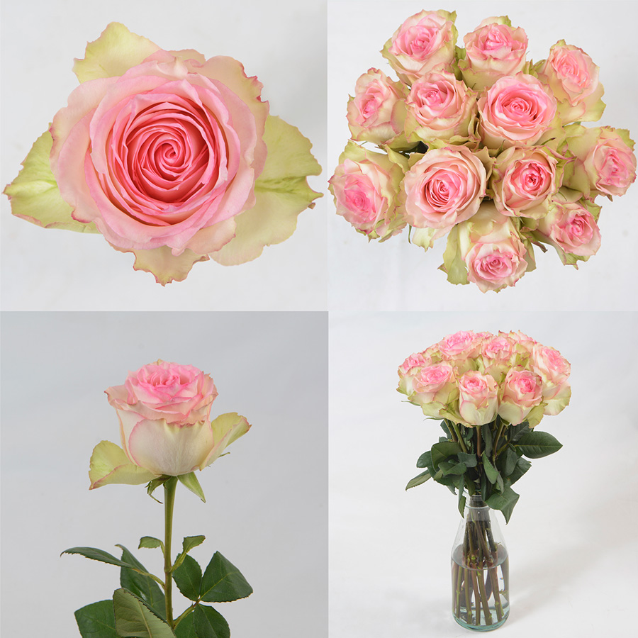 Esperance | Premium Flowers