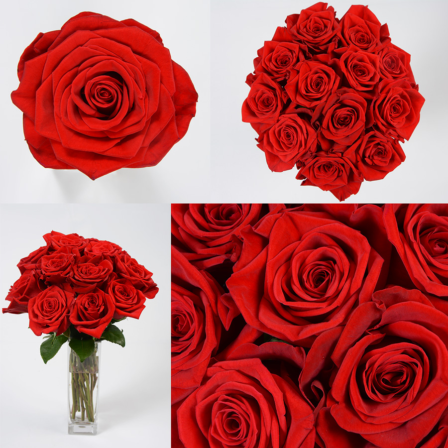 Freedom | Premium Flowers