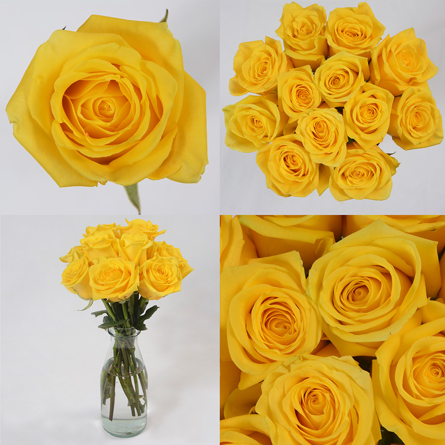 High & Exotic | Premium Flowers