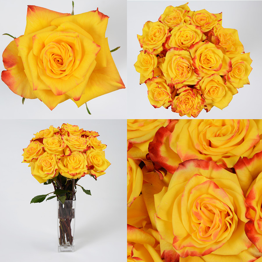 High & Yellow Magic Flame | Premium Flowers