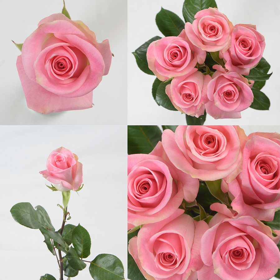 Light Orlando | Premium Flowers