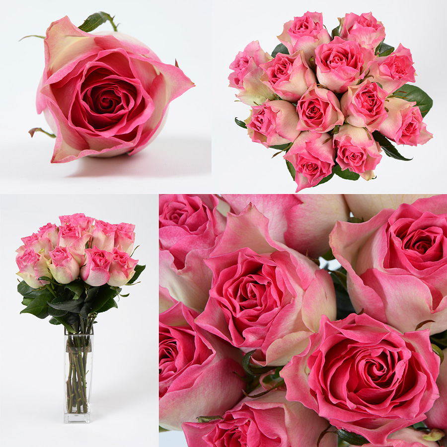 Malibu | Premium Flowers