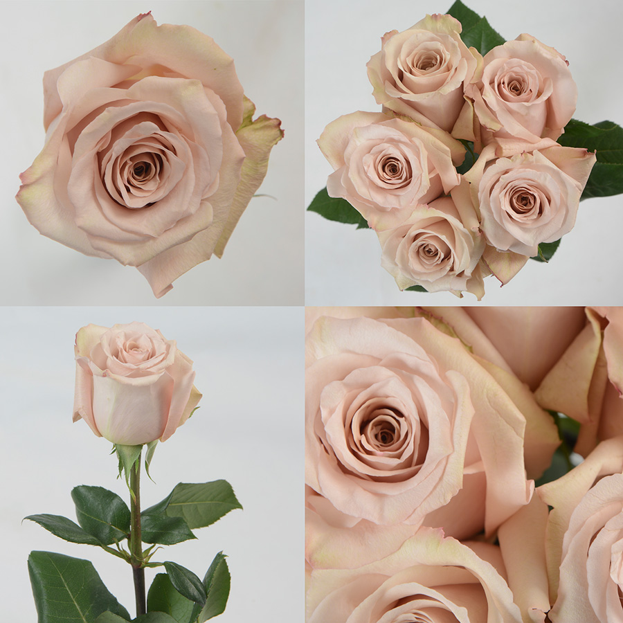 Quick Sand | Premium Flowers