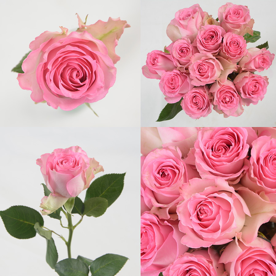 Sweet Unique | Premium Flowers