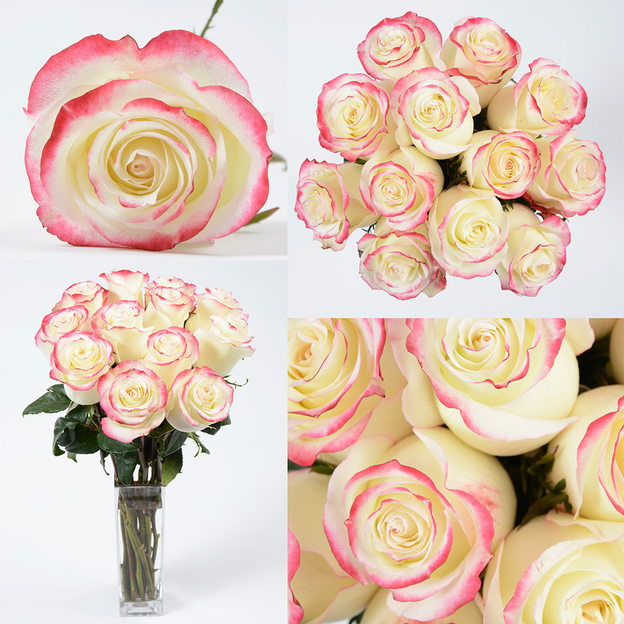 Sweetness | Premium Flowers