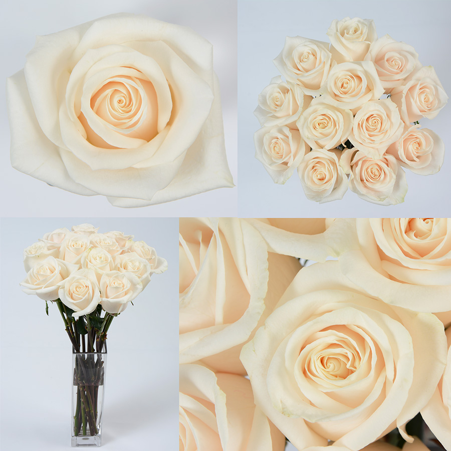 Vendela | Premium Flowers