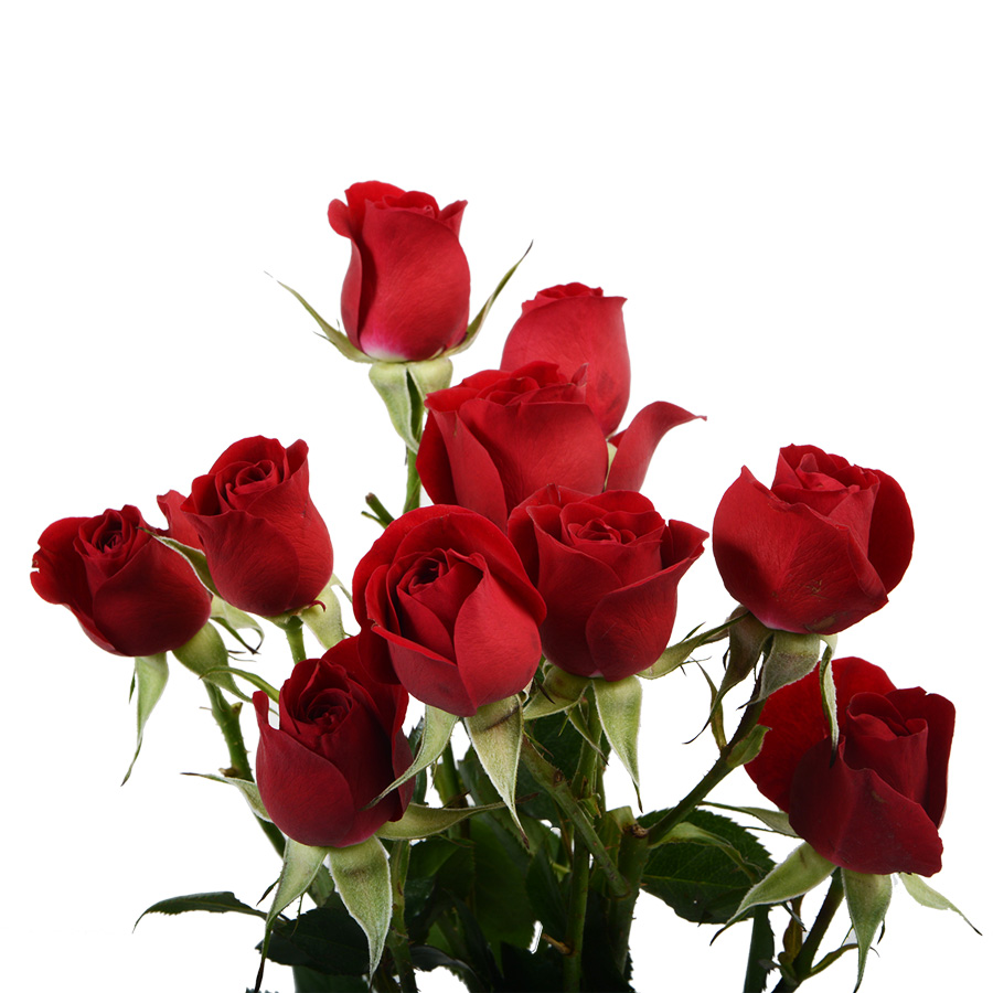 Rubicon | Premium Flowers