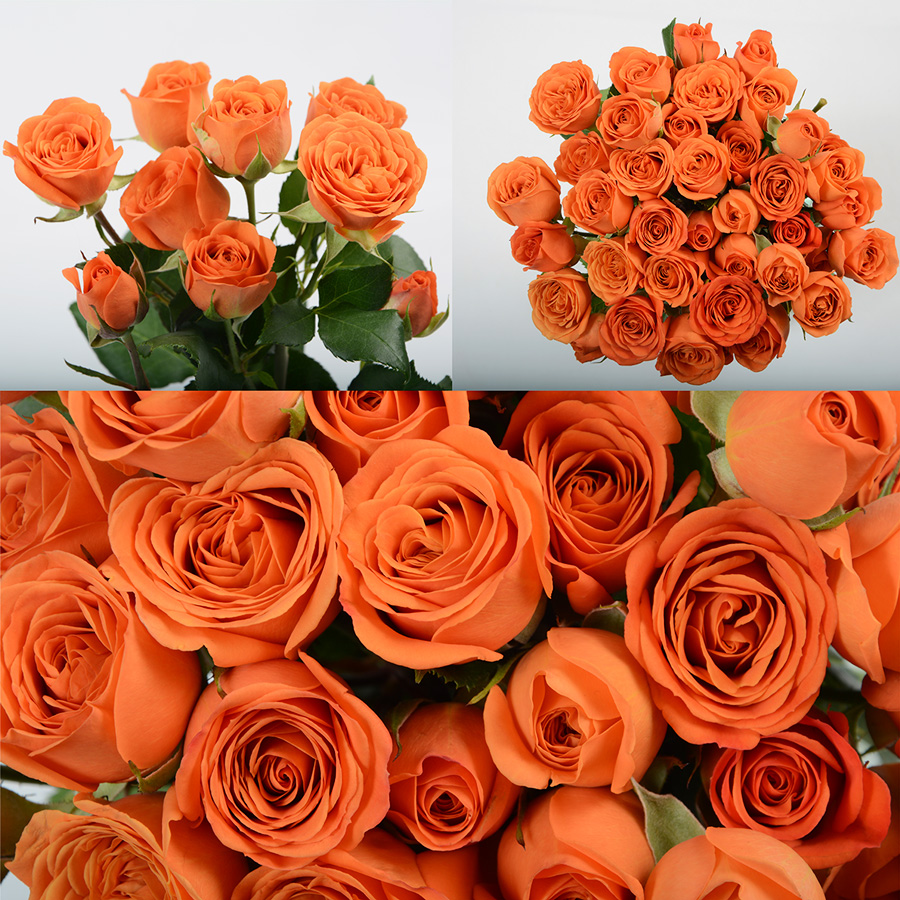 Babe | Premium Flowers