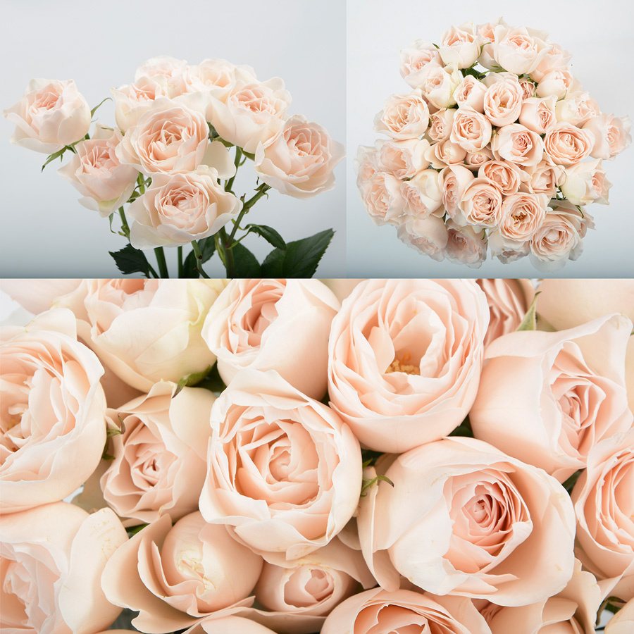 Celestial | Premium Flowers