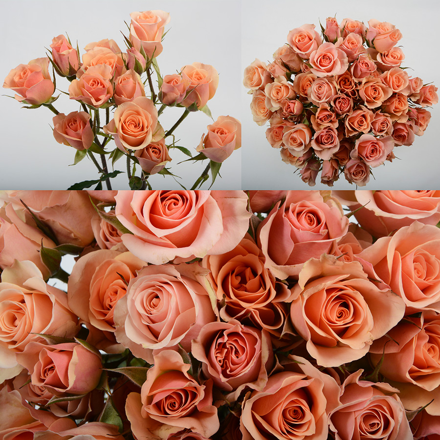 Ilse | Premium Flowers