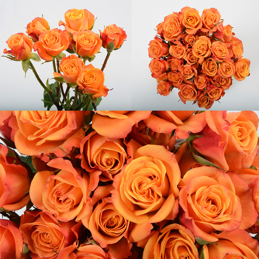 Mambo | Premium Flowers