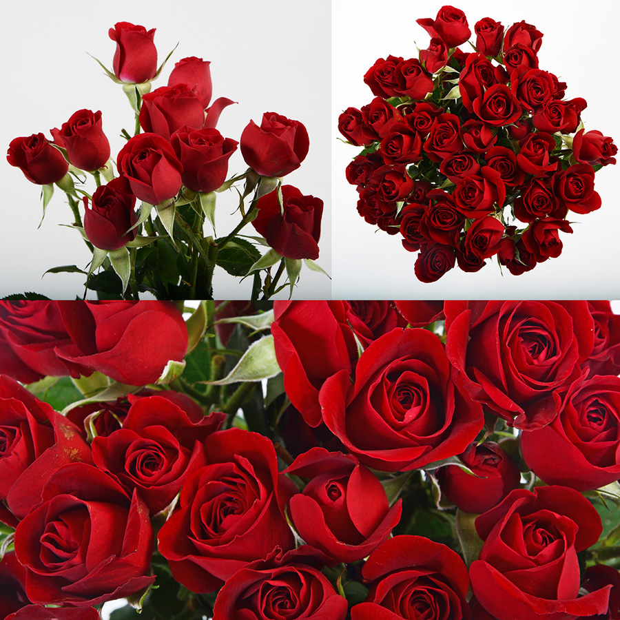 Rubicon | Premium Flowers