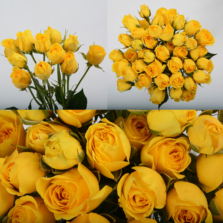 Suncity | Premium Flowers