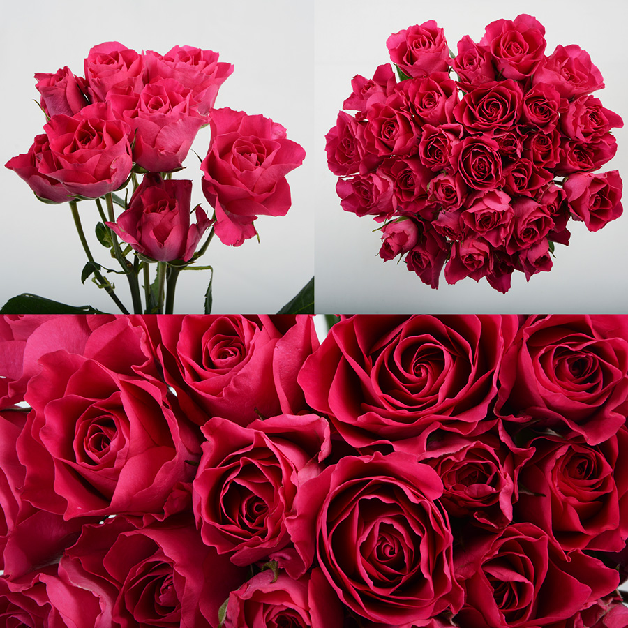 Super Nova | Premium Flowers