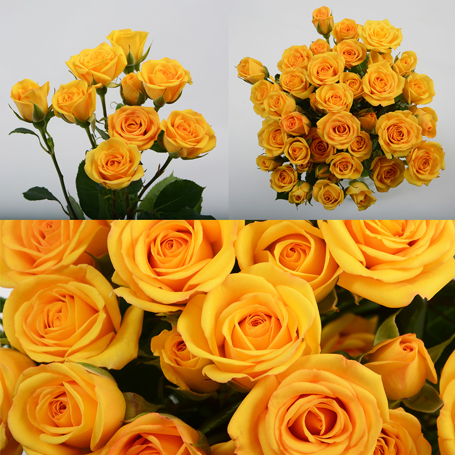 Yellow Babe | Premium Flowers
