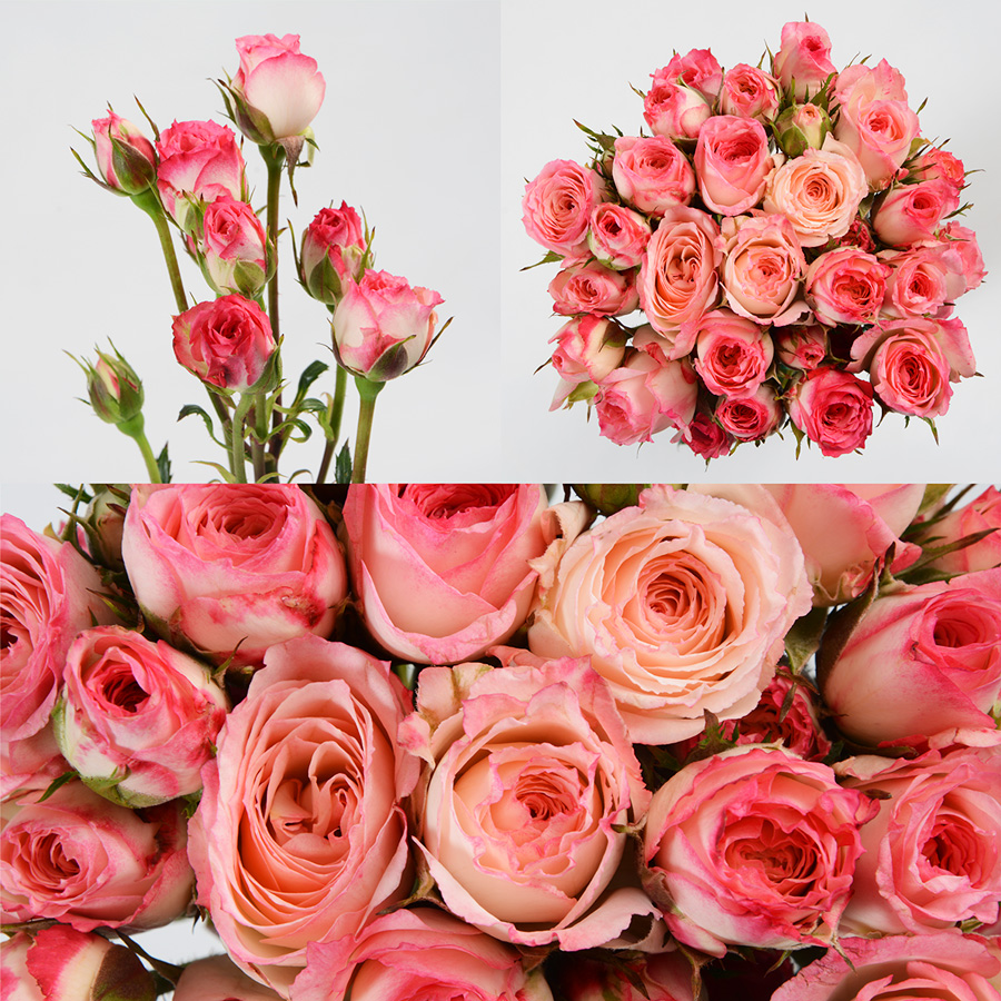 Zar Jorge | Premium Flowers