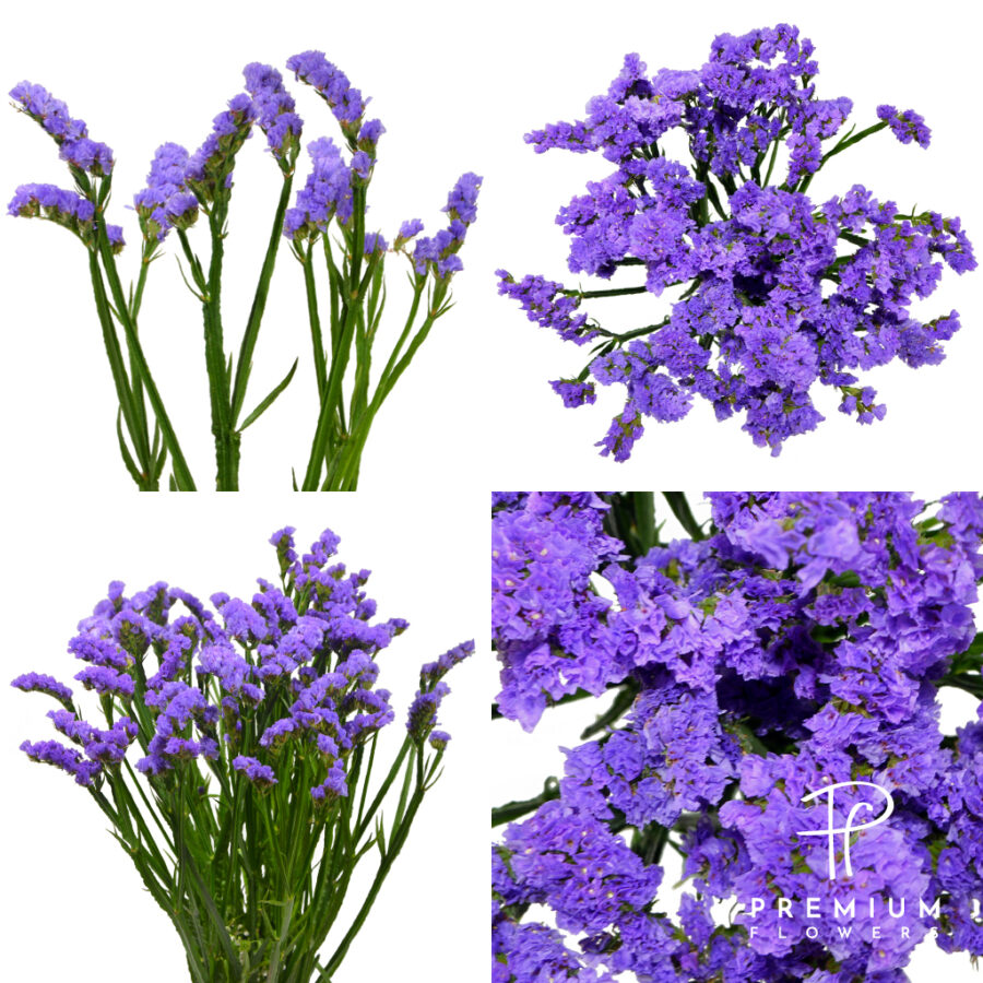 Purple Statice | Premium Flowers