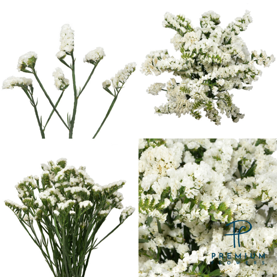 White Statice | Premium Flowers