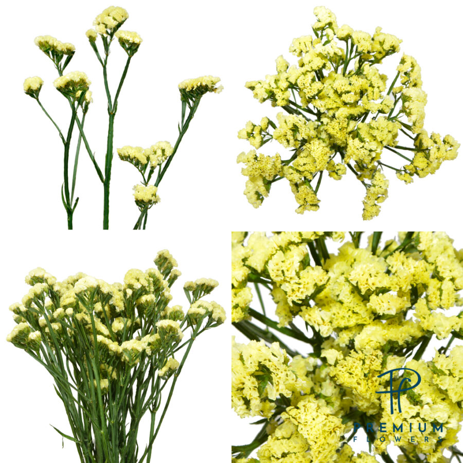 Yellow Statice | Premium Flowers