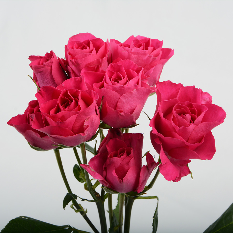 Super Nova | Premium Flowers