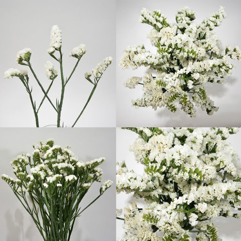 White Statice | Premium Flowers