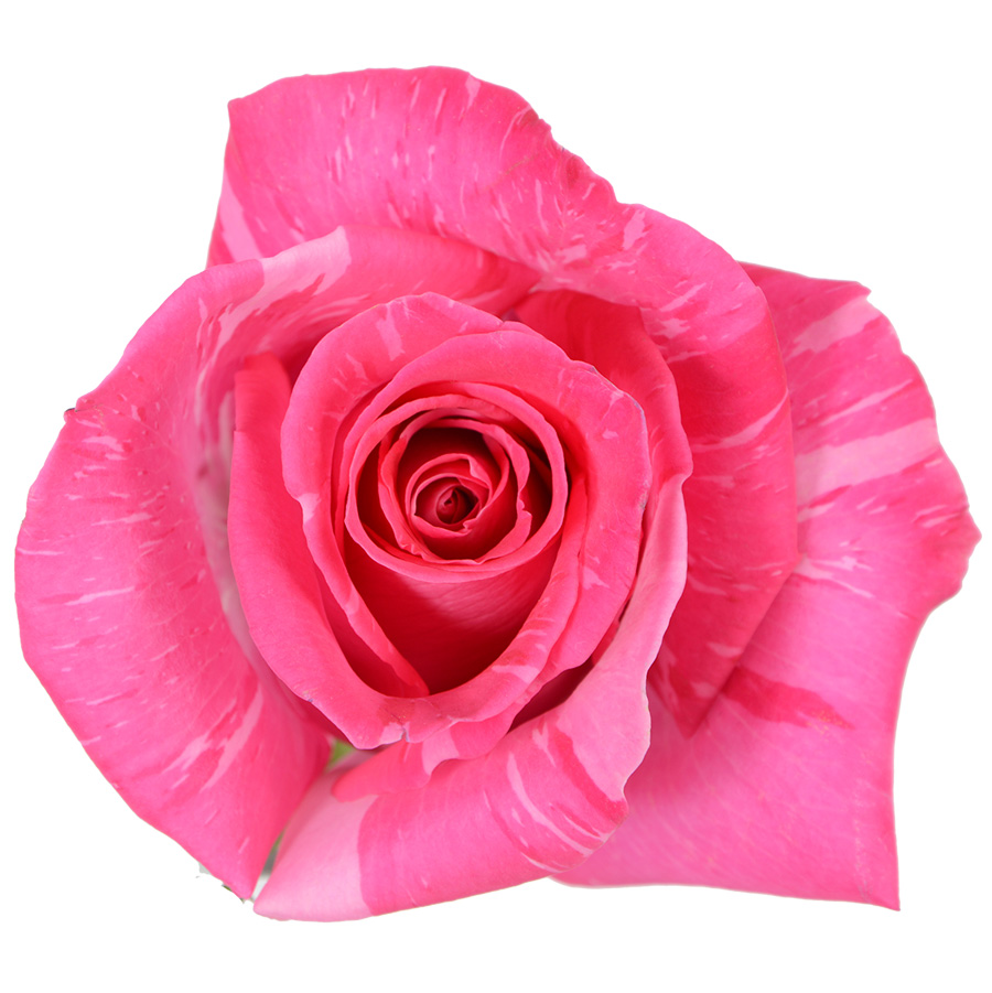 Wild Topaz | Premium Flowers
