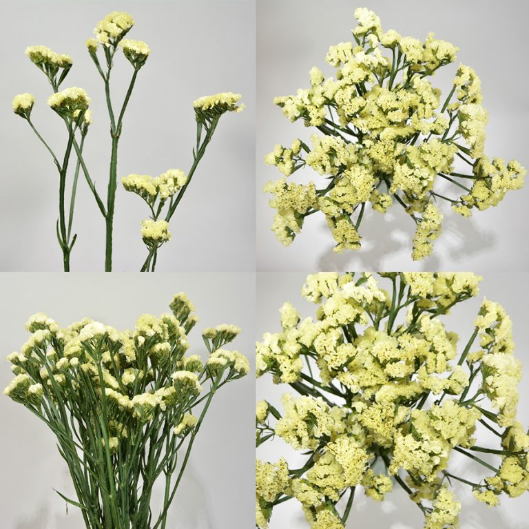 Yellow Statice | Premium Flowers