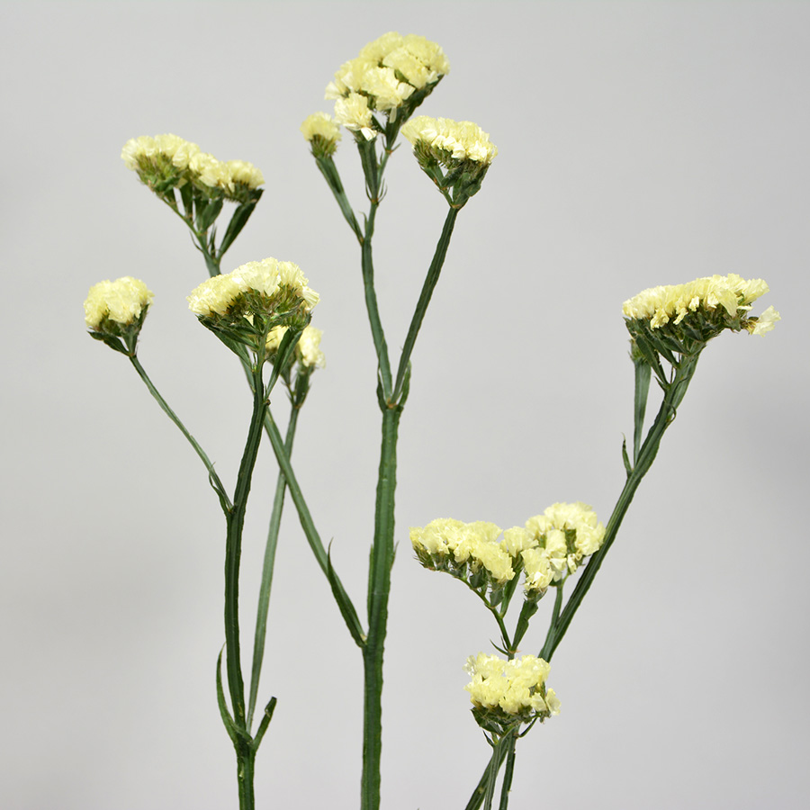 Yellow Statice | Premium Flowers